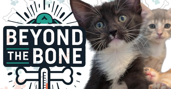 Beyond the Bone - Beyond the Bone